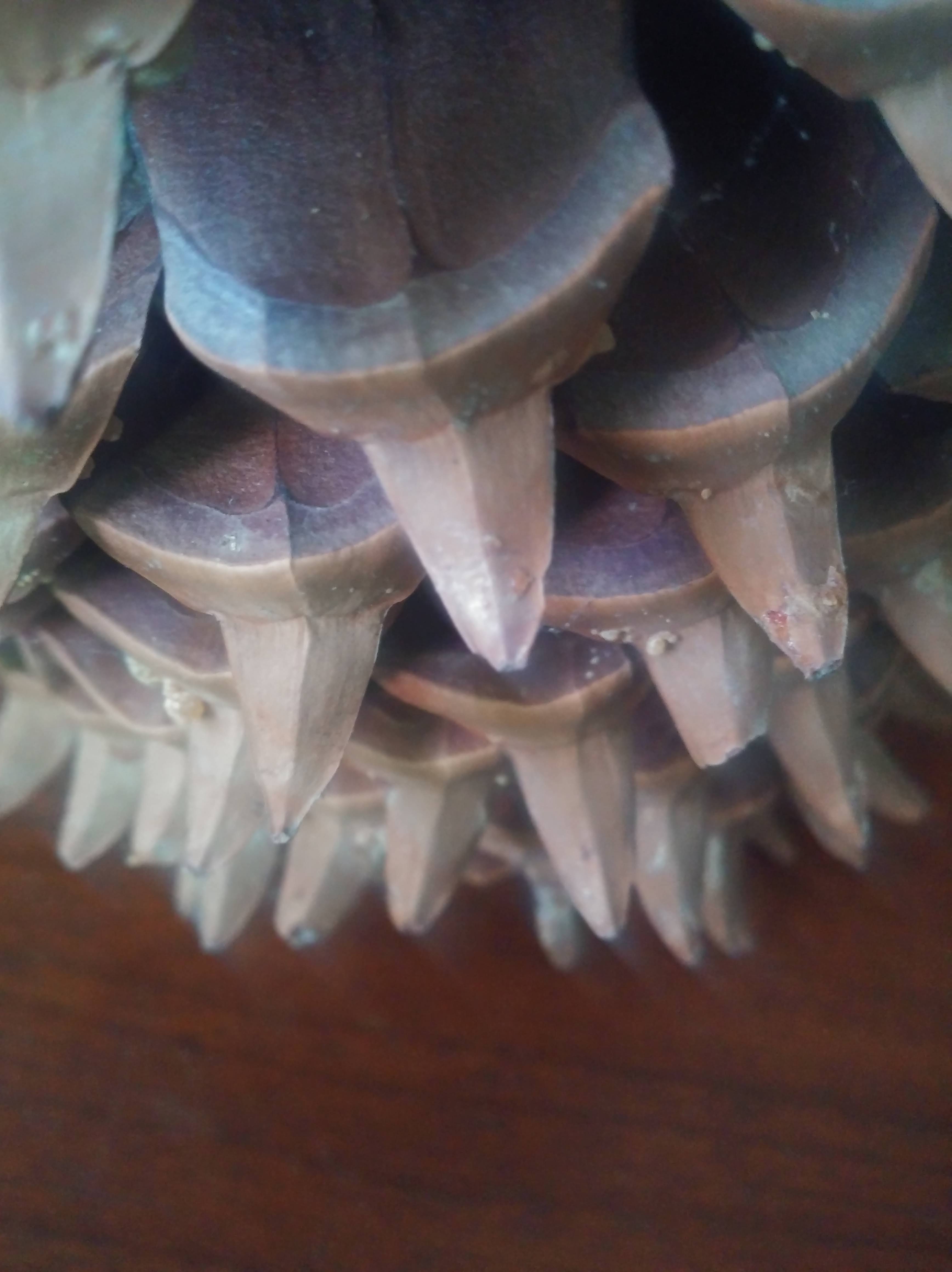 Pine Cone – Connections